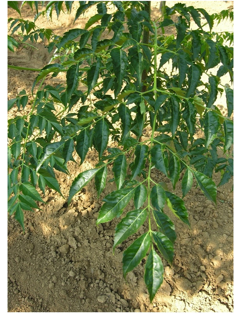 MELIA azedarach (Mélia azedarach, Margousier à feuilles de frêne, Lilas ...