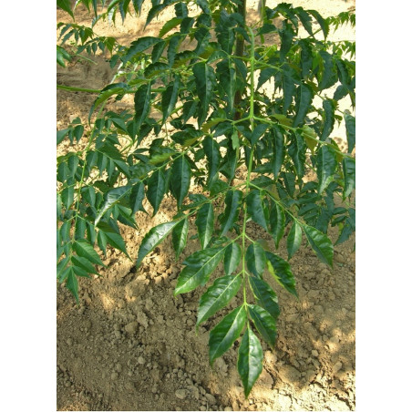 MELIA azedarach (Mélia azedarach, Margousier à feuilles de frêne, Lilas ...