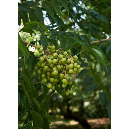 MELIA azedarach (Mélia azedarach, Margousier à feuilles de frêne, Lilas ...