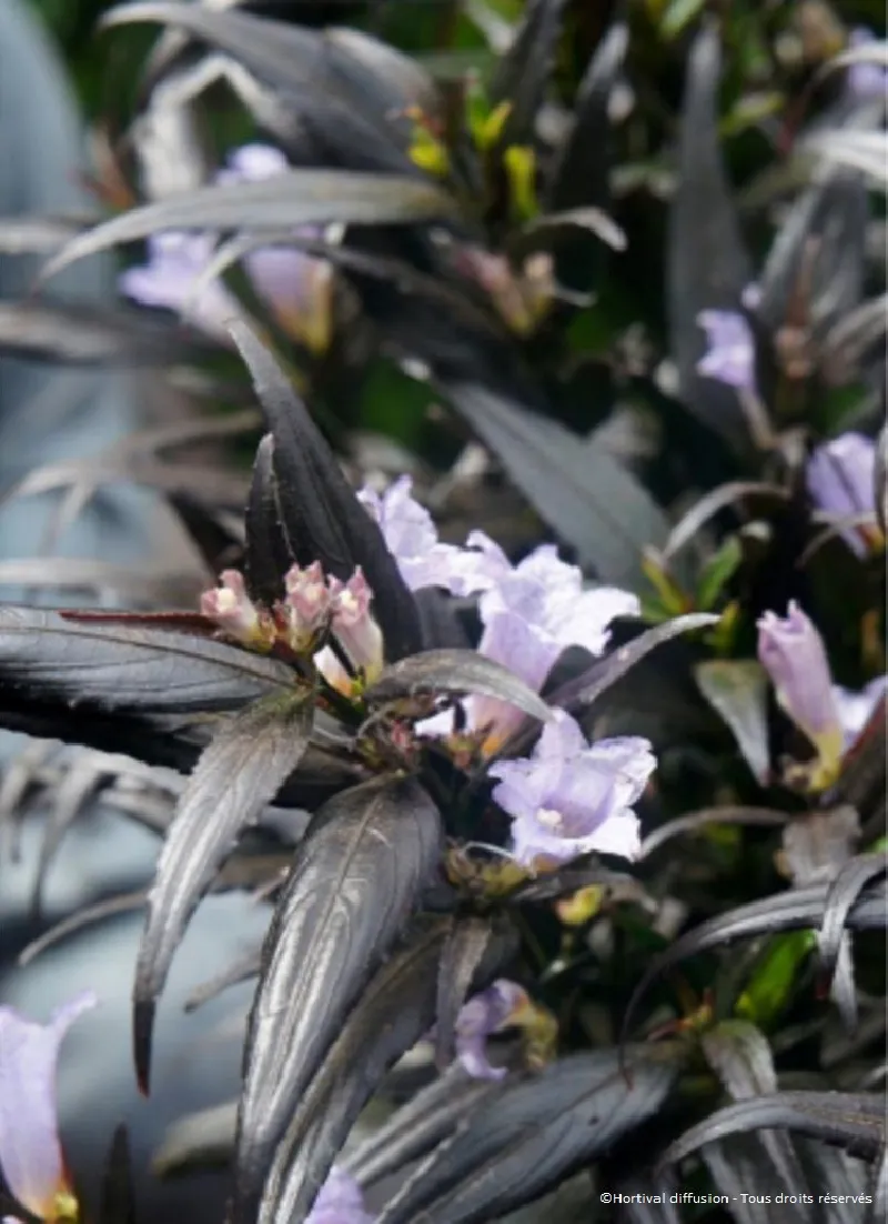 STROBILANTHES anispohyllus BRUNETTHY® (Strobilanthe)