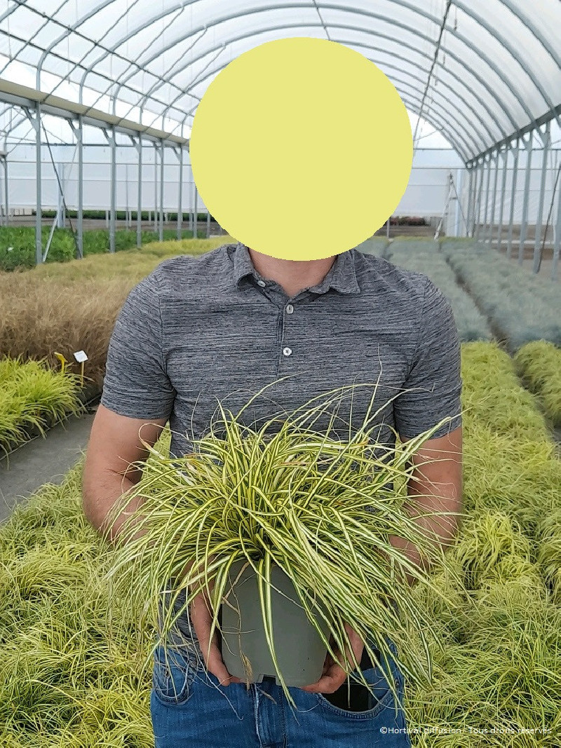 CAREX oshimensis EVERGOLD (Laîche)