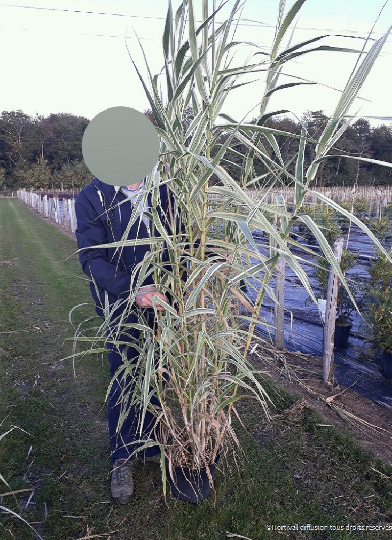 Arundo donax Variegata – Canne de Provence panachée, graminée ...