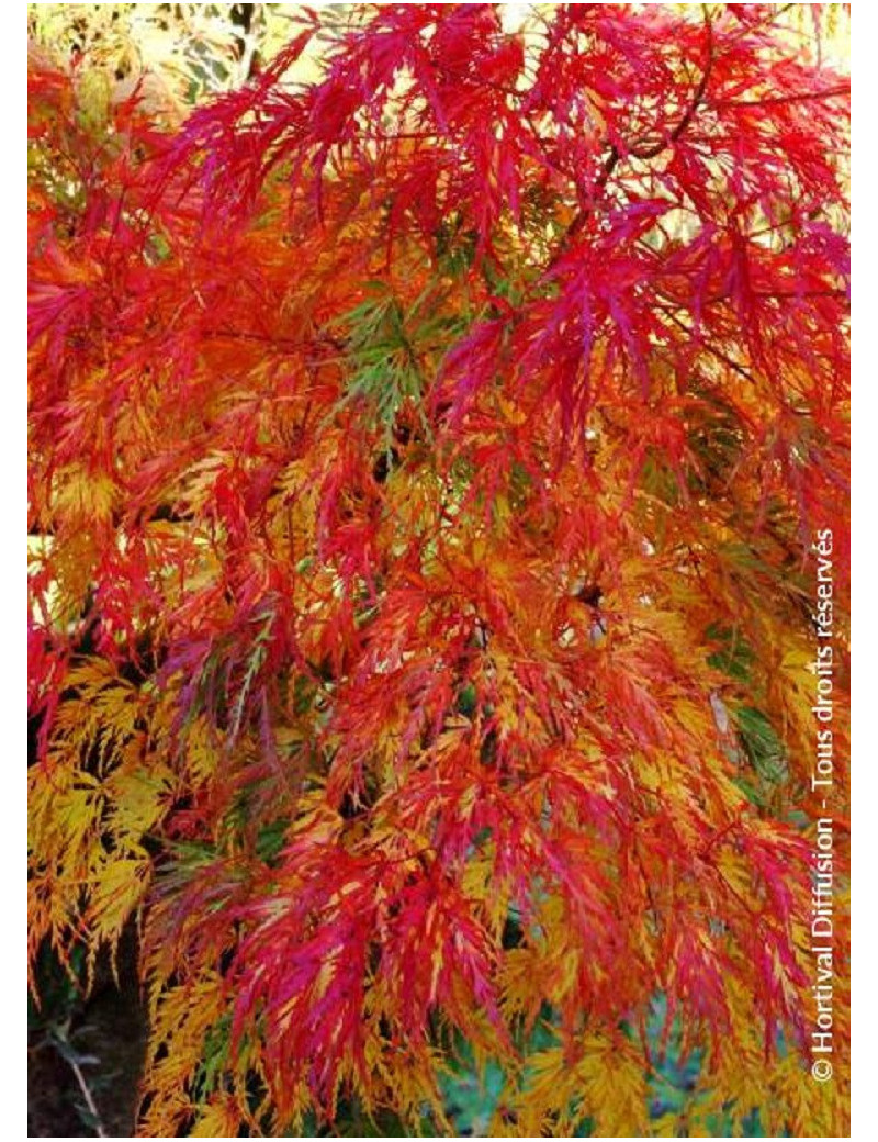 Acer palmatum Seiryu | Érable du Japon découpé à port dressé – Plantes ...