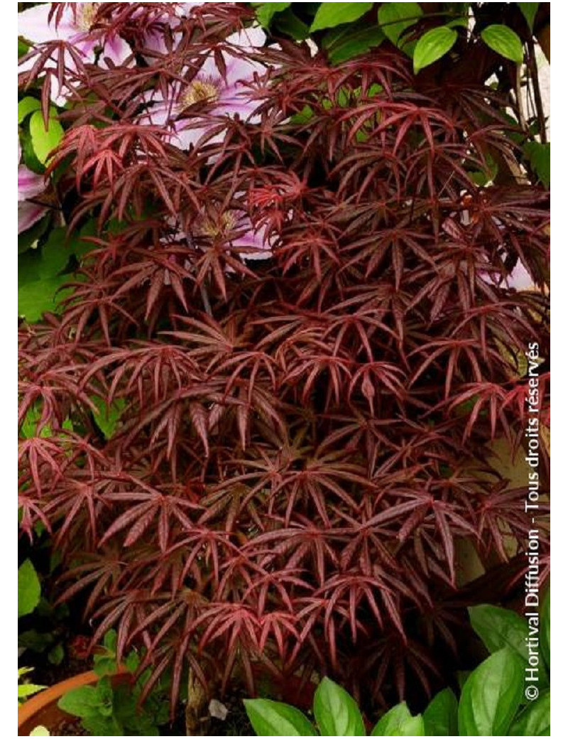 ACER palmatum DISSECTUM TROMPENBURG (Érable du Japon)