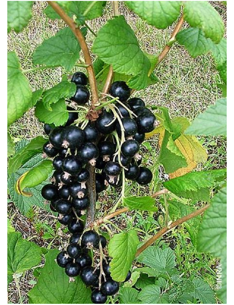 Achat arbre fruitier et petit fruit (2)