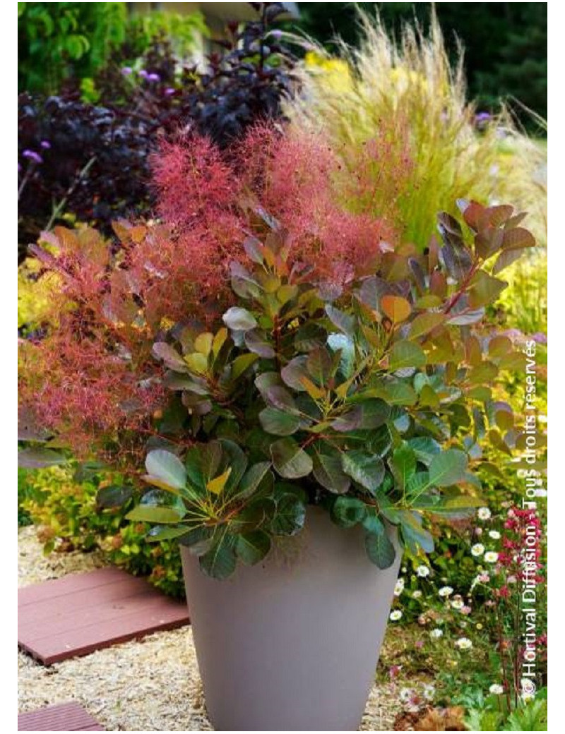 COTINUS coggygria FLAMISSIMO® (Arbre à perruque)