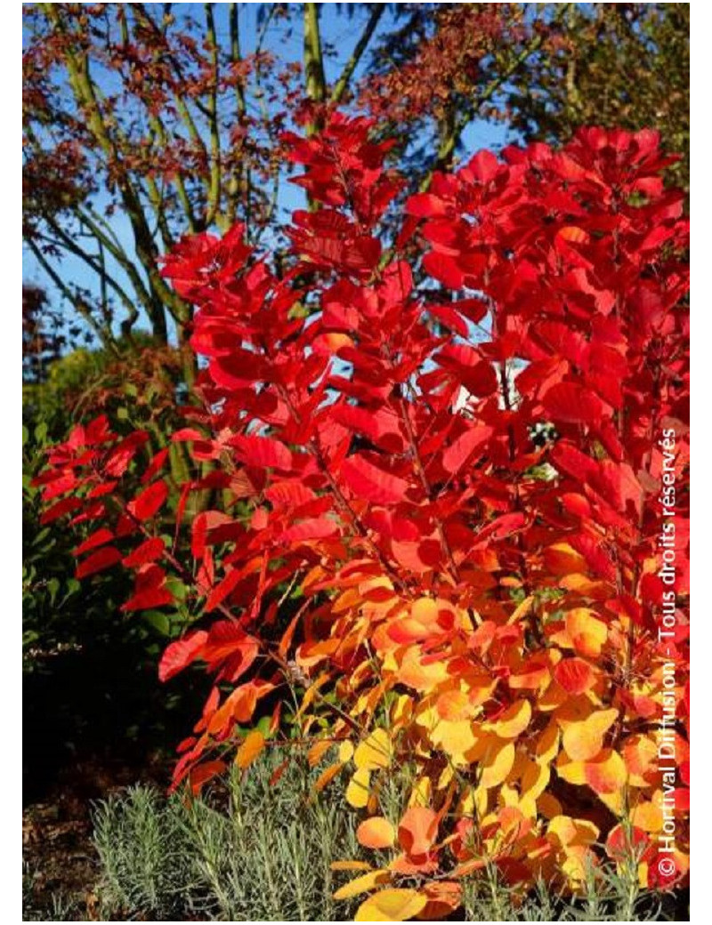 COTINUS coggygria FLAMISSIMO® (Arbre à perruque)
