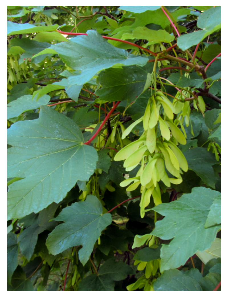 Acer pseudoplatanus | Érable sycomore majestueux et rustique – Plantes ...