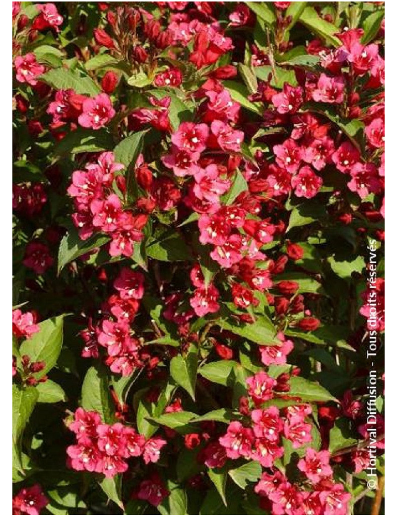 WEIGELA BRISTOL RUBY (Weigelia)