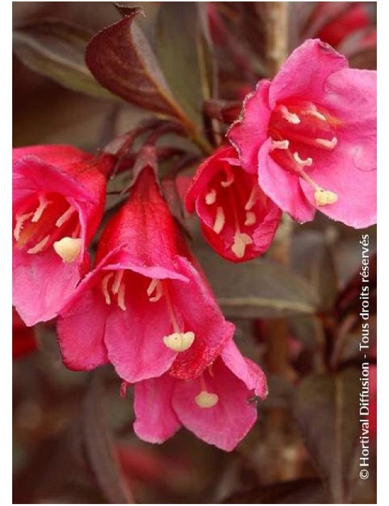 WEIGELA florida ALEXANDRA cov (Weigelia)