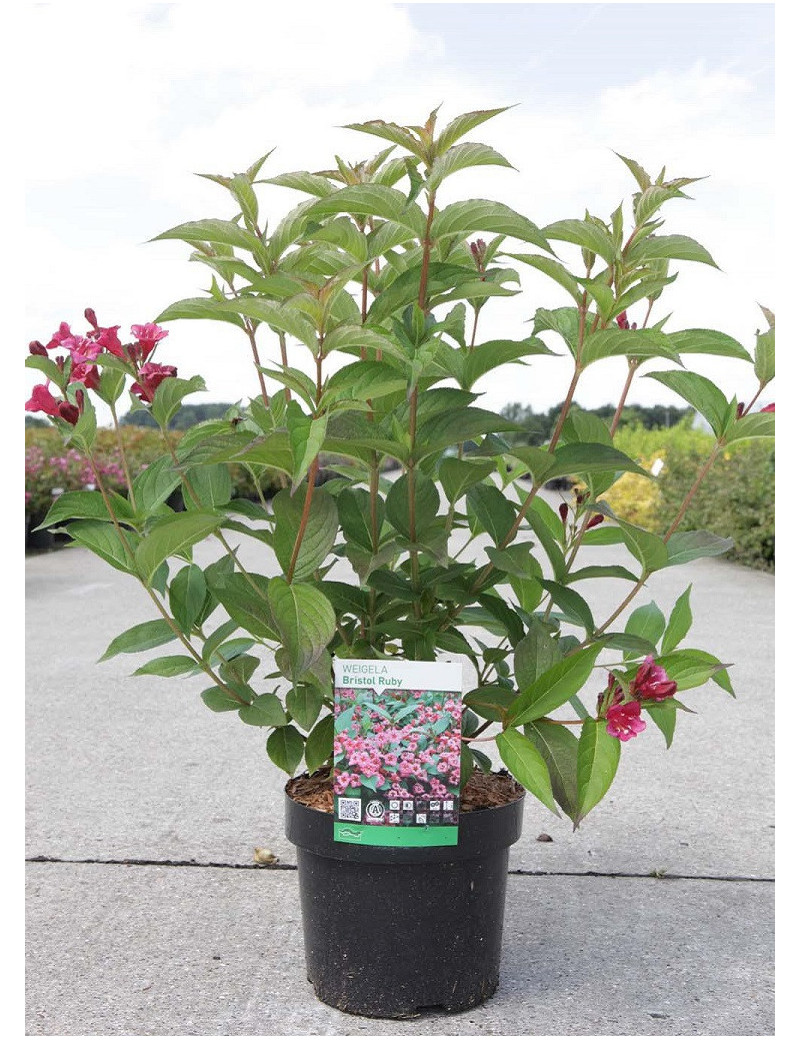 WEIGELA BRISTOL RUBY (Weigelia)