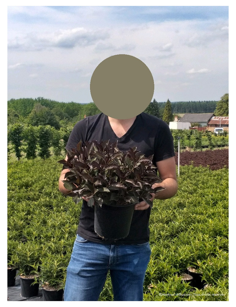 WEIGELA florida ALEXANDRA cov (Weigelia)