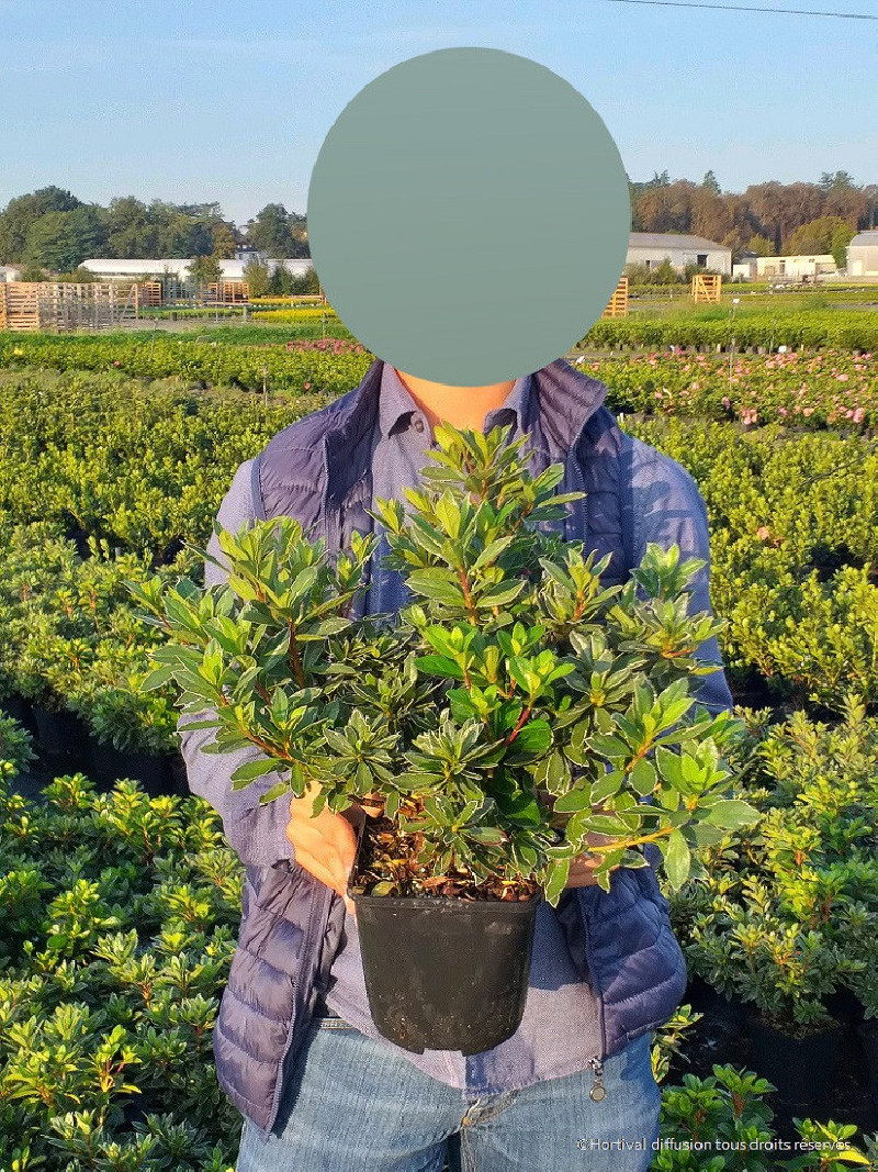 Azalea japonica Hot Shot Variegata – Azalée japonaise panachée à fleurs ...