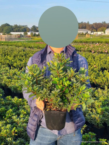 Azalea japonica Hot Shot Variegata – Azalée japonaise panachée à fleurs ...