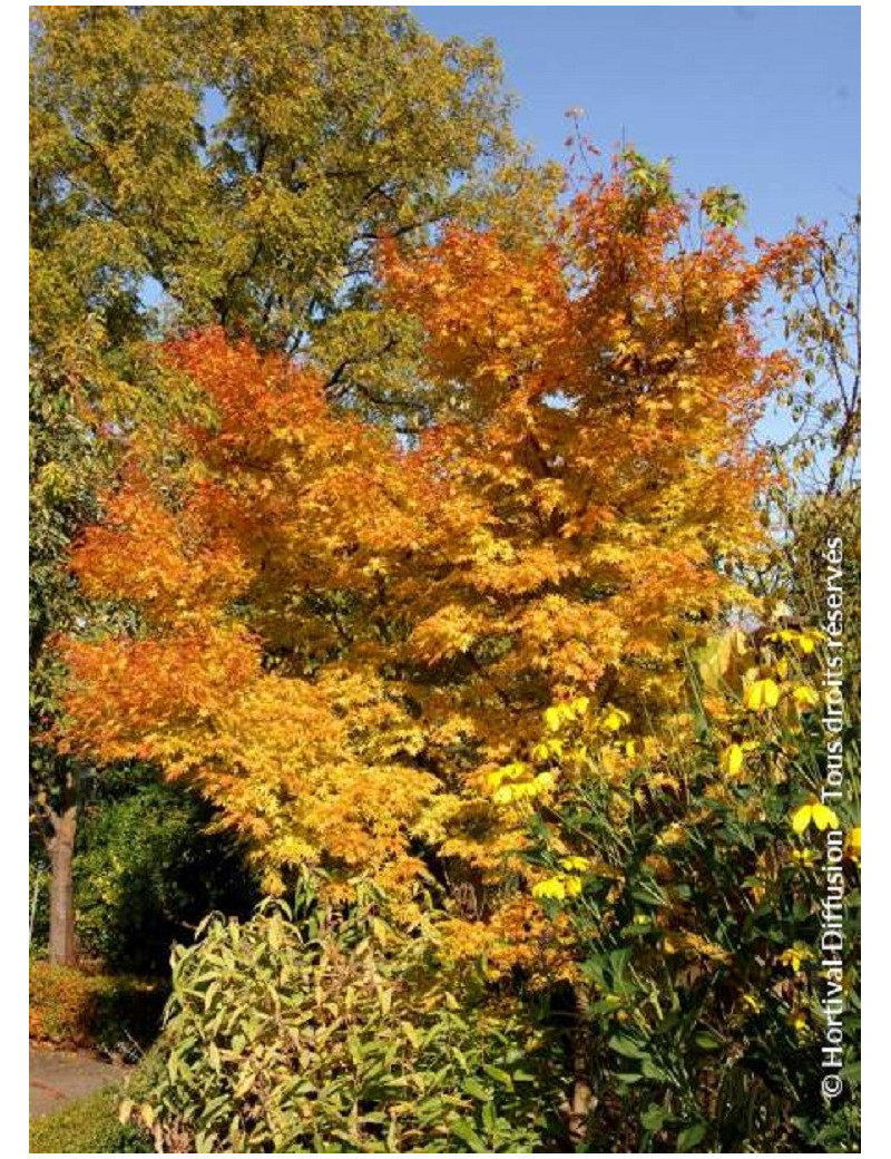 ACER palmatum SENKAKI ou SANGOKAKU (Érable du Japon)