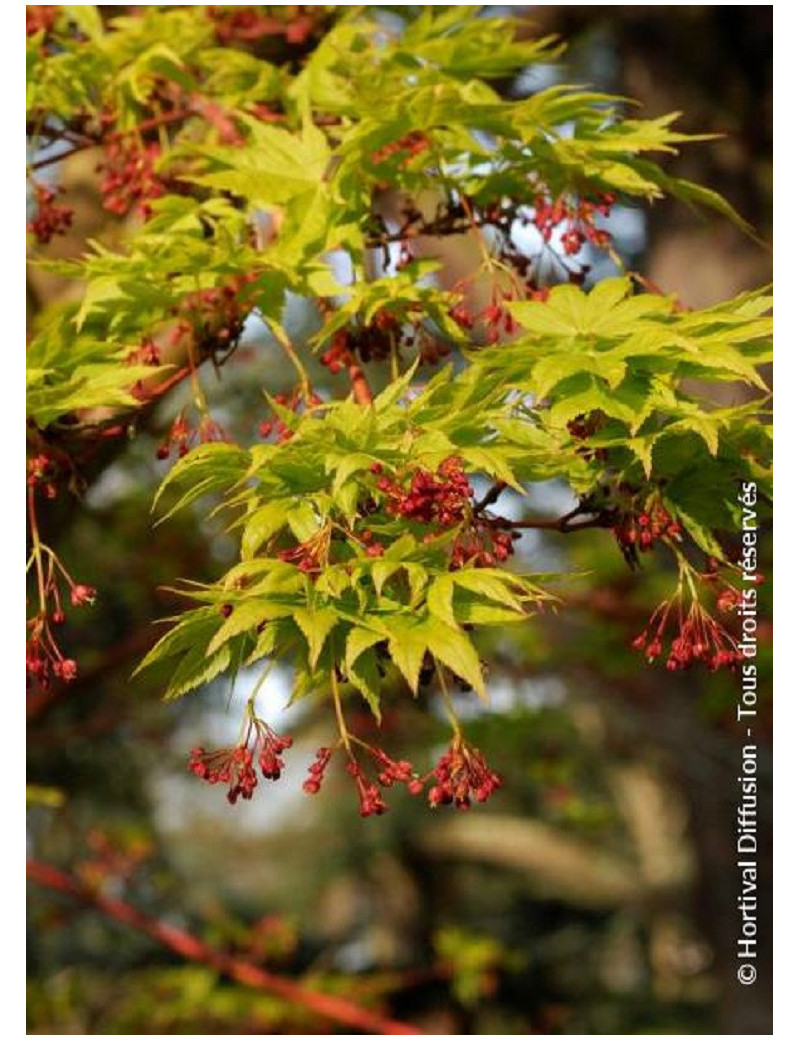 ACER palmatum SENKAKI ou SANGOKAKU (Érable du Japon)