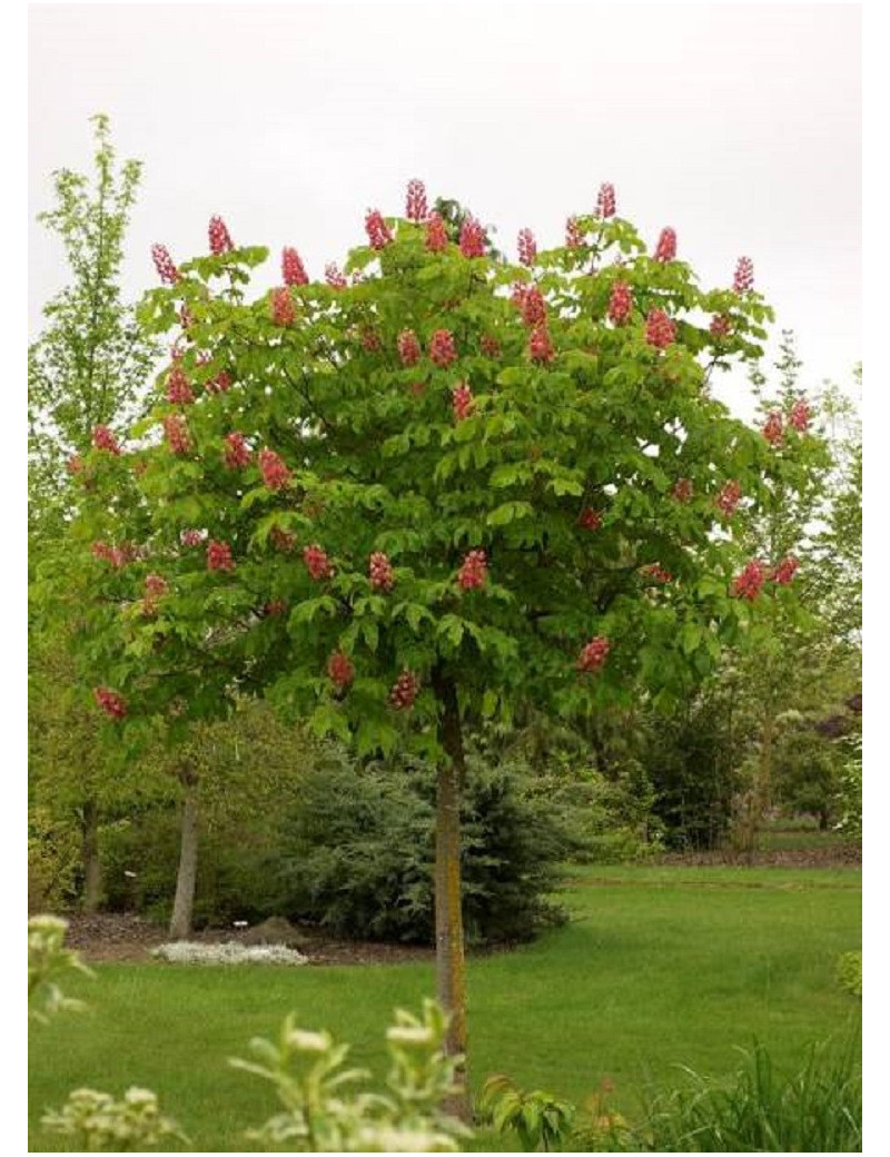Aesculus carnea ‘Briotii’ | Marronnier rouge à floraison spectaculaire ...