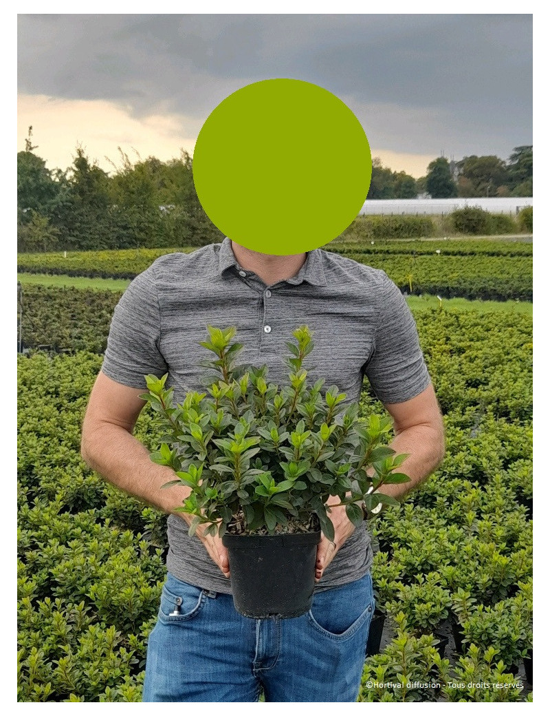 Azalea japonica Rosa King – Azalée japonaise florifère à fleurs roses ...