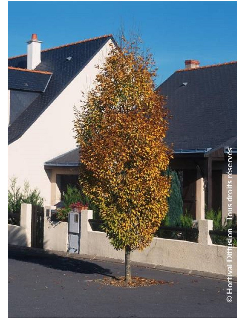 CARPINUS betulus FASTIGIATA (Charme commun fastigié)