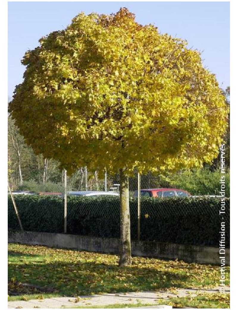 ACER platanoides GLOBOSUM (Érable plane boule)