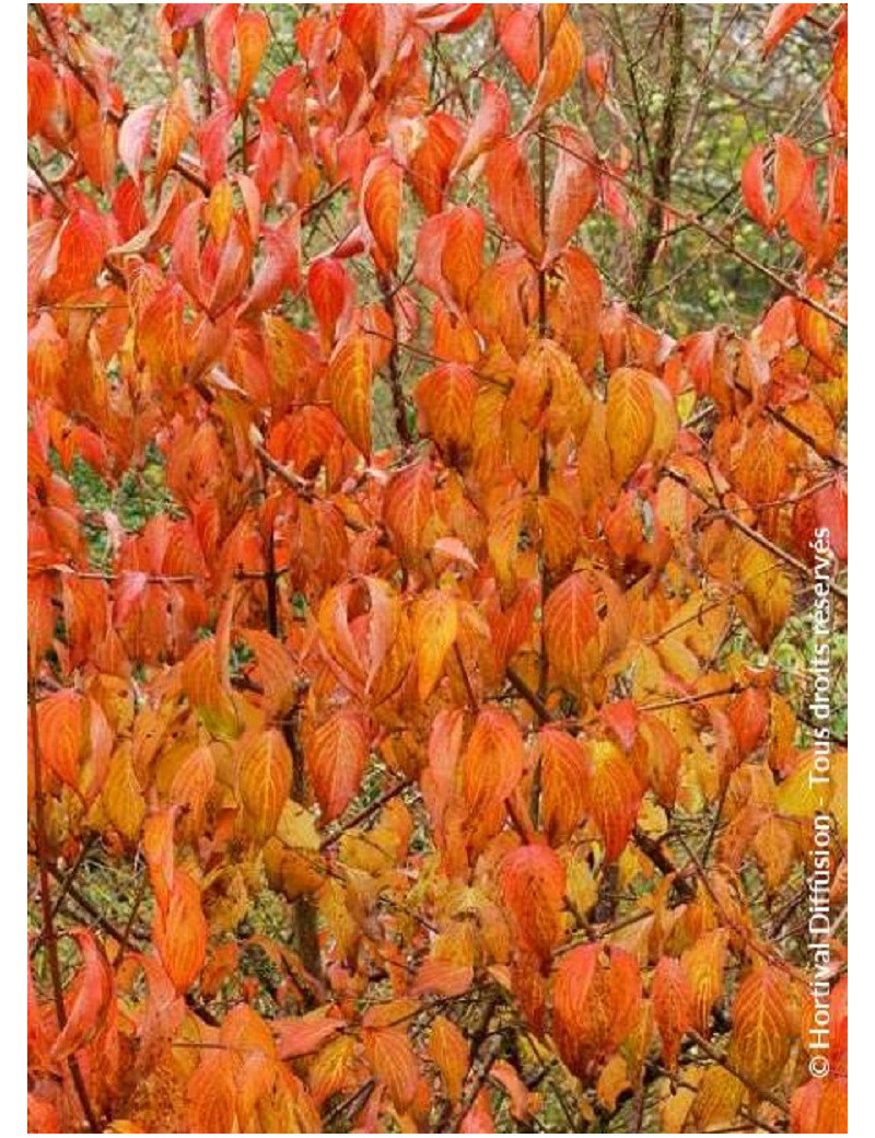CORNUS mas (Cornouiller mâle)