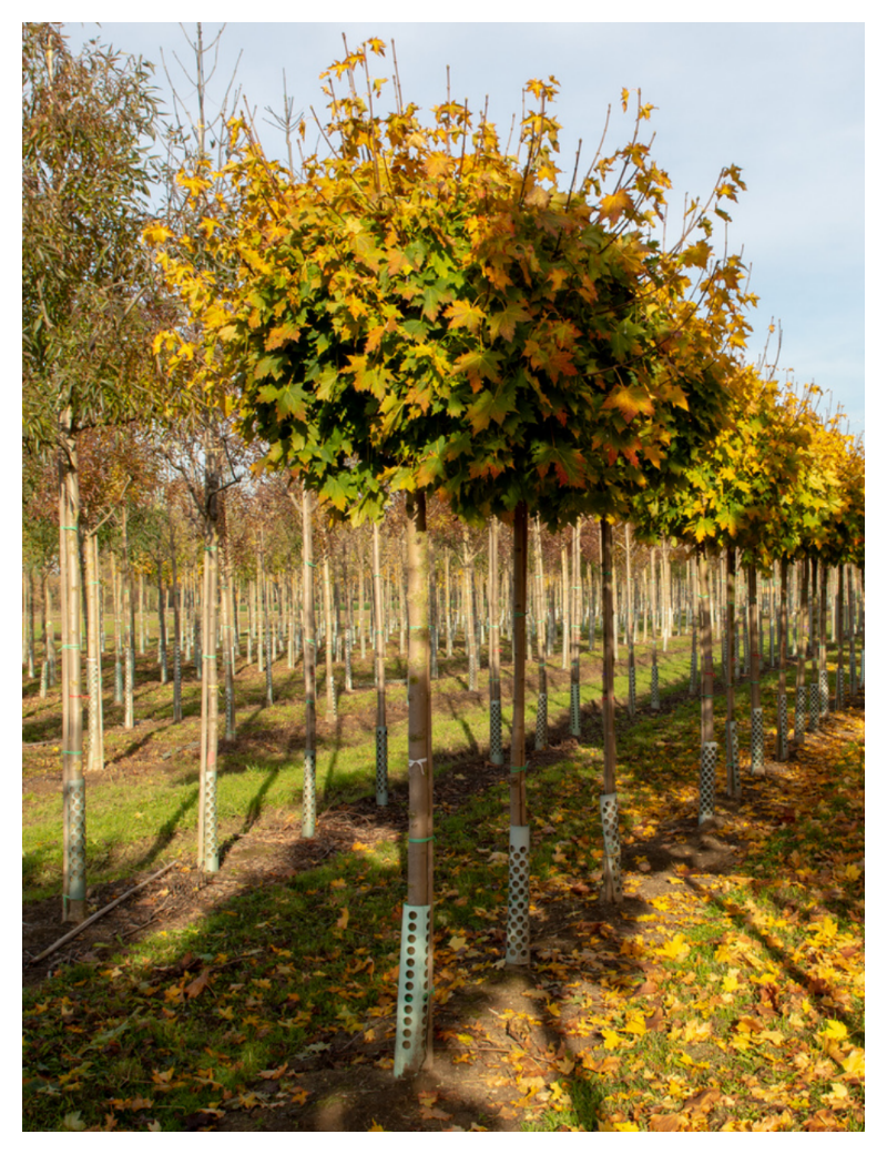 Acer platanoides Globosum | Érable plane boule compact – Plantes & Nature