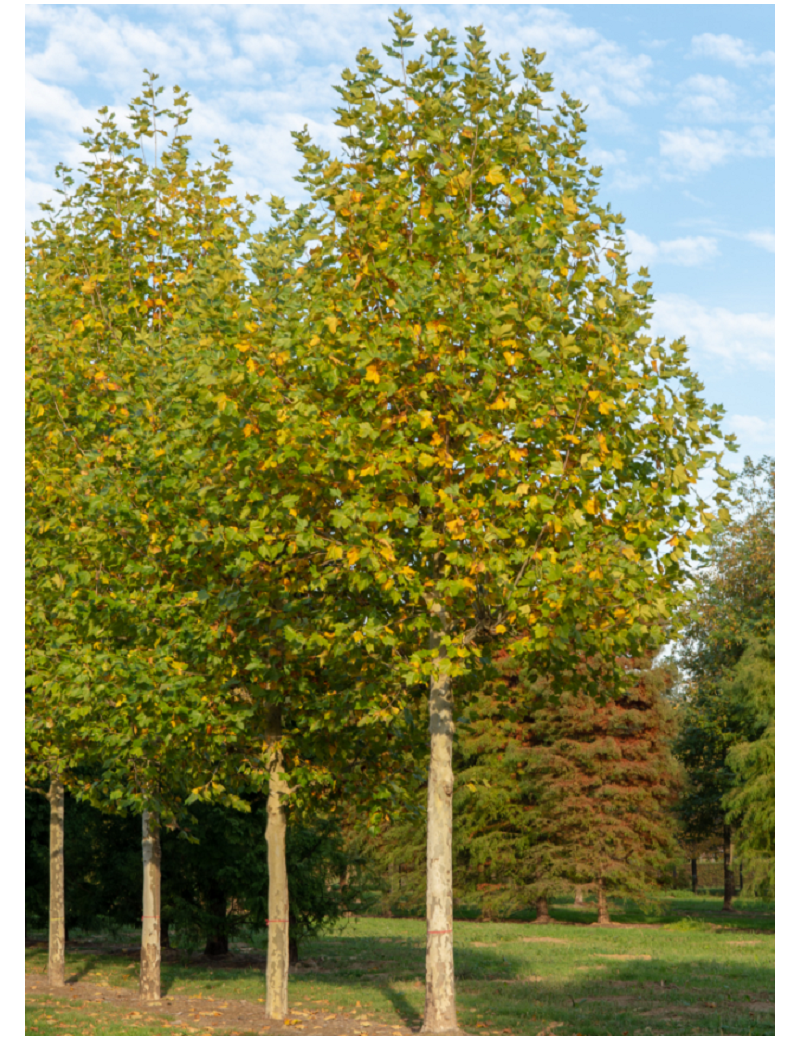 PLATANUS acerifolia (Platane à feuilles d'érable)