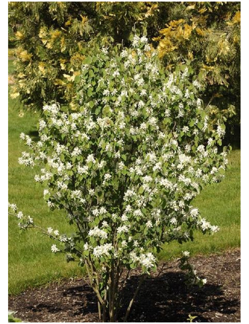 AMELANCHIER alnifolia OBELISK cov (Amélanchier à feuilles d'aulne Obelisk)