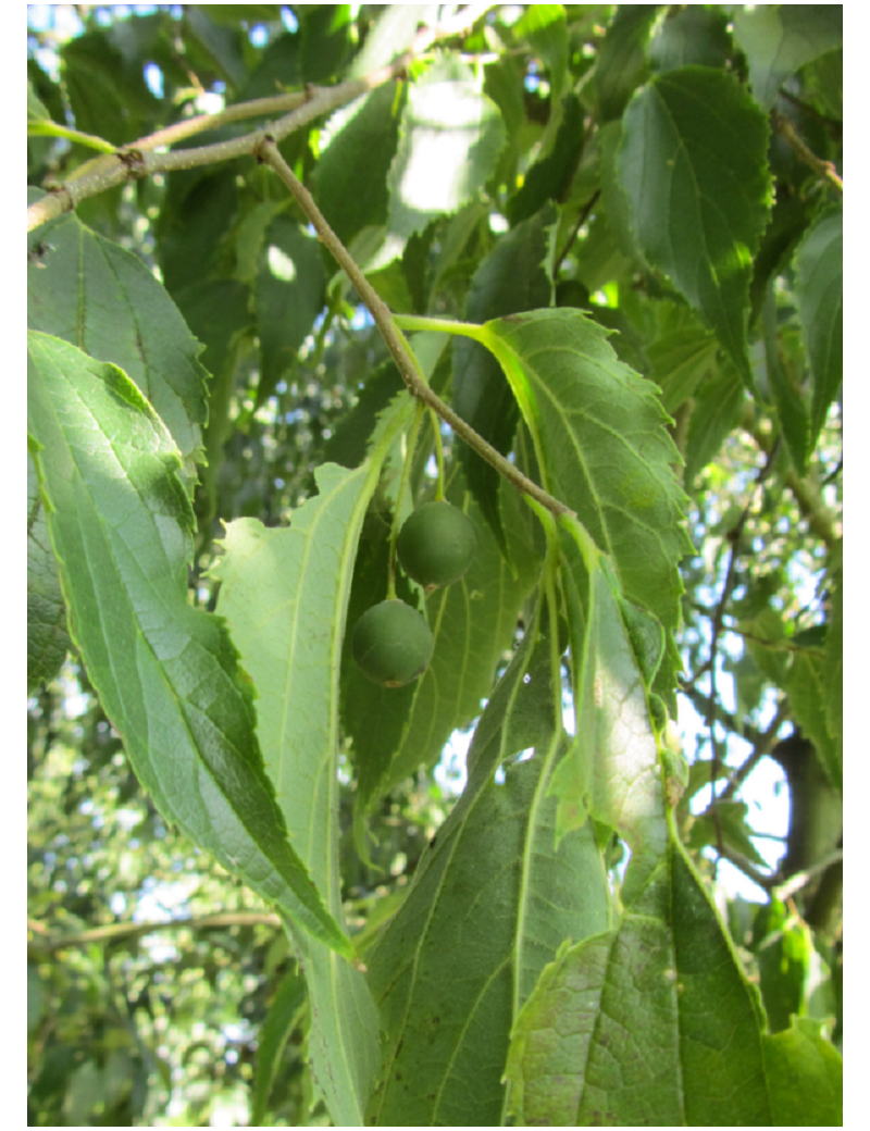 CELTIS australis (Micocoulier de Provence)