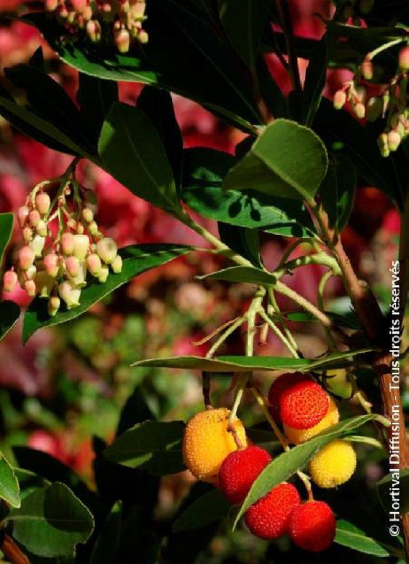 Arbutus unedo ROSELILY® – Arbousier compact persistant au feuillage ...
