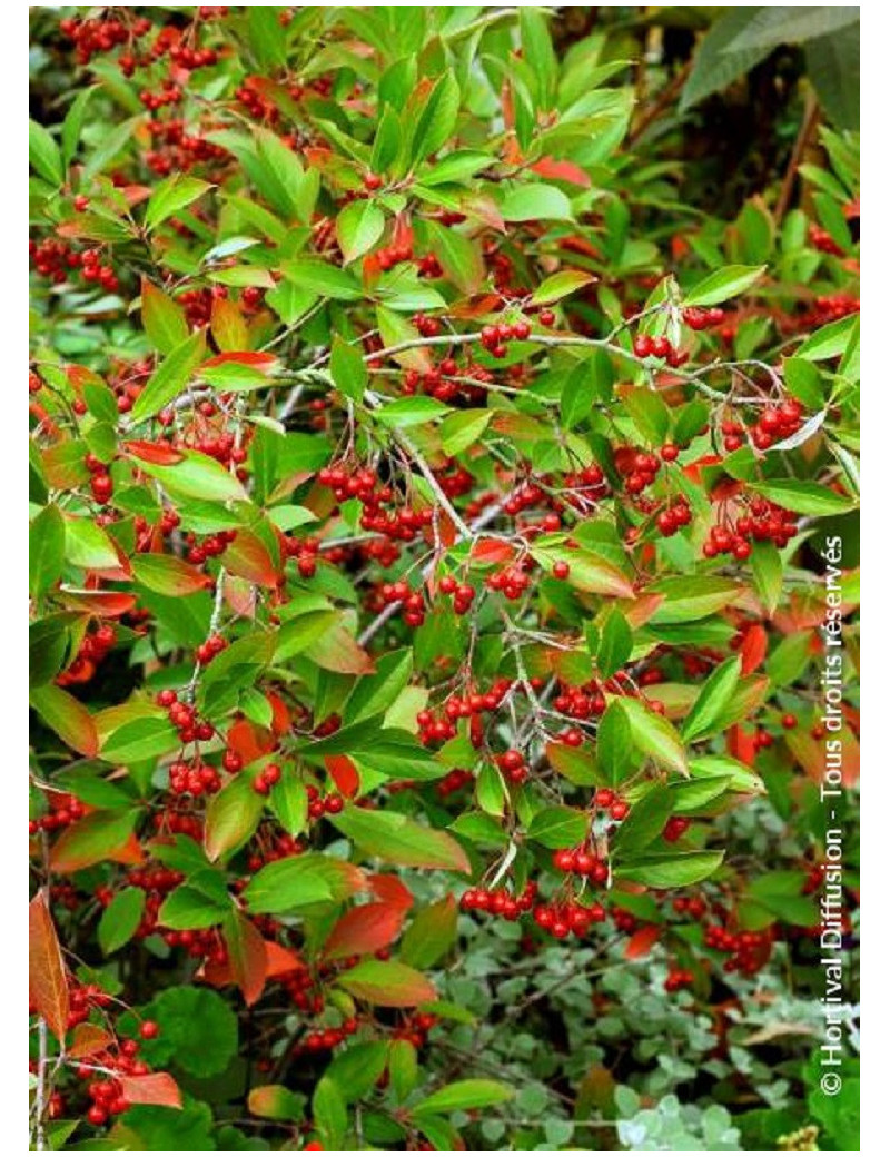 Aronia arbutifolia Brilliant – Arbuste fruitier décoratif aux baies ...