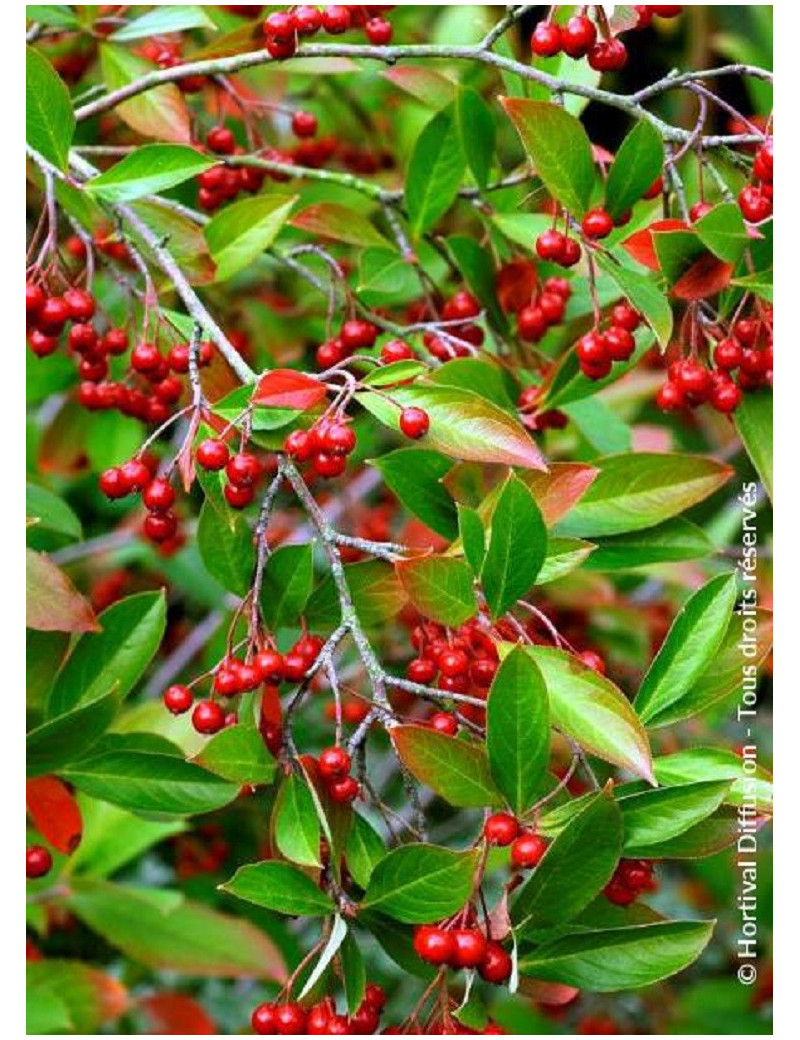 Aronia arbutifolia Brilliant – Arbuste fruitier décoratif aux baies ...