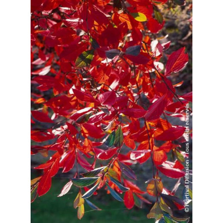 Aronia arbutifolia Brilliant – Arbuste fruitier décoratif aux baies ...