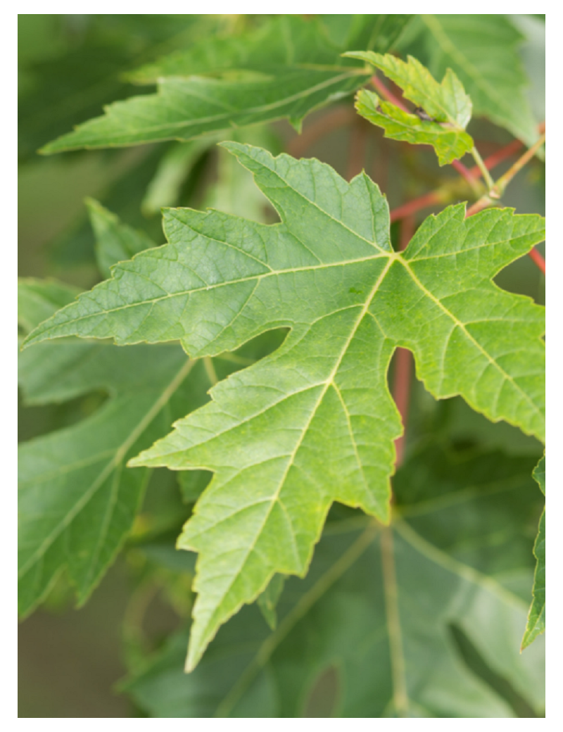 ACER saccharinum (Érable argenté)