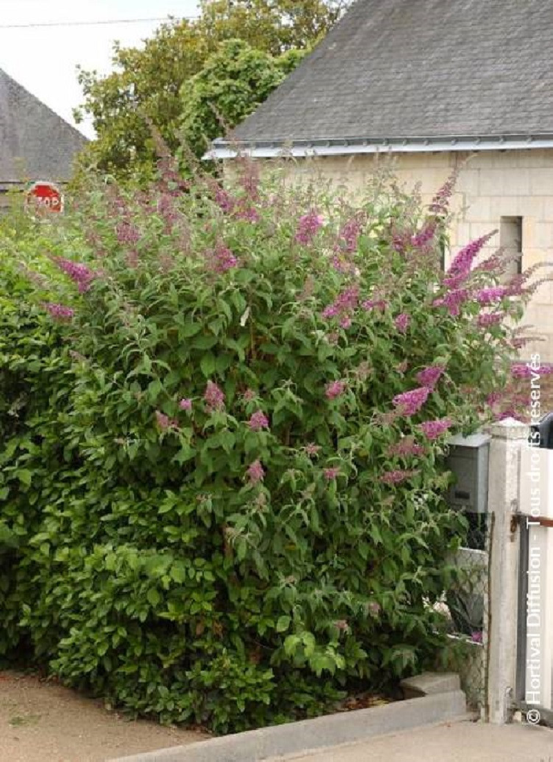Buddleia davidii ‘Pink Delight’ – floraison rose parfumée, arbuste ...