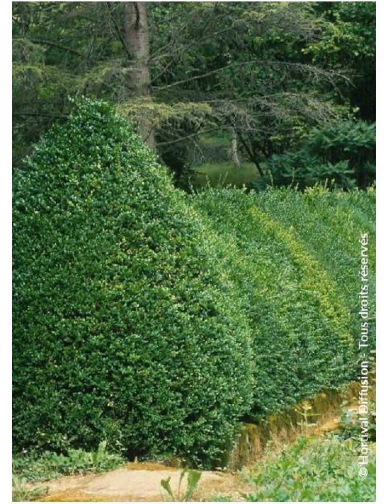 BUXUS sempervirens (Buis commun)