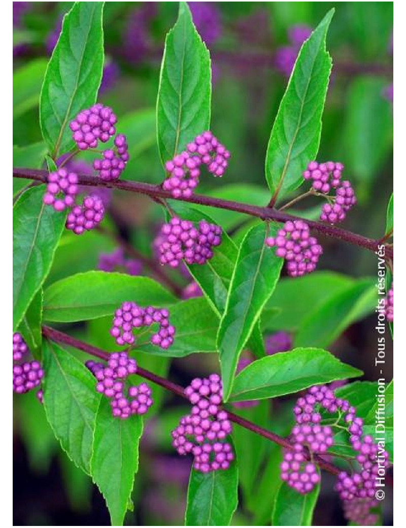 CALLICARPA dichotoma ISSAI (Arbuste aux bonbons)