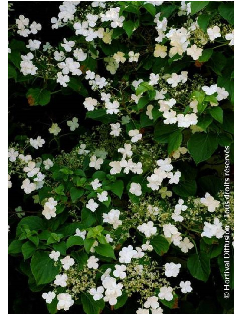 Hortensia grimpant