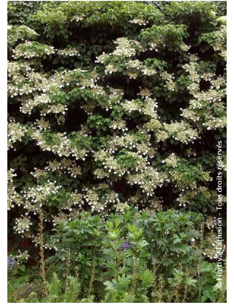 HYDRANGEA petiolaris (Hortensia grimpant)