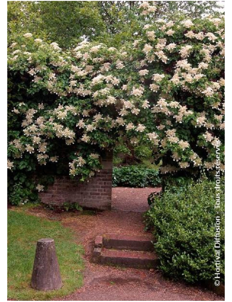 HYDRANGEA petiolaris (Hortensia grimpant)