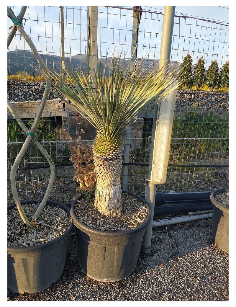 YUCCA Rostrata (Yucca rostré, yucca bleu)