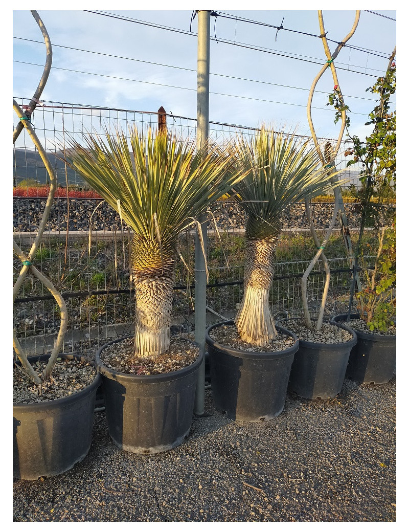YUCCA Rostrata (Yucca rostré, yucca bleu)