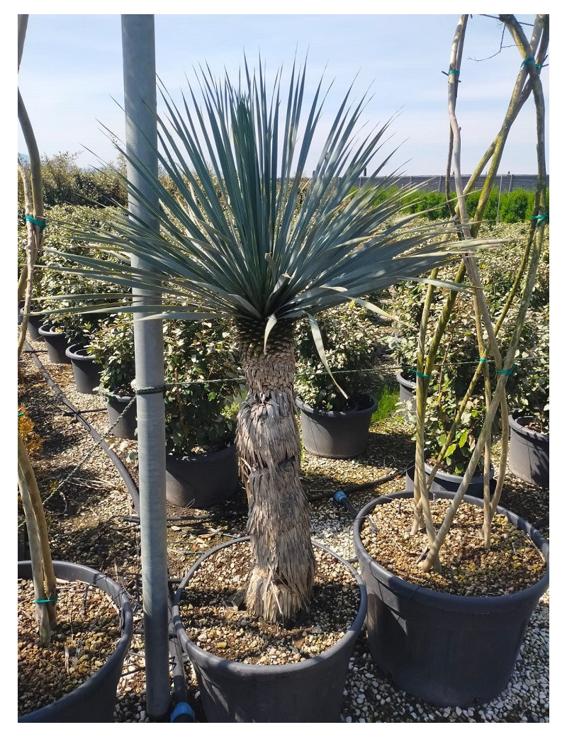 YUCCA Rostrata (Yucca rostré, yucca bleu)