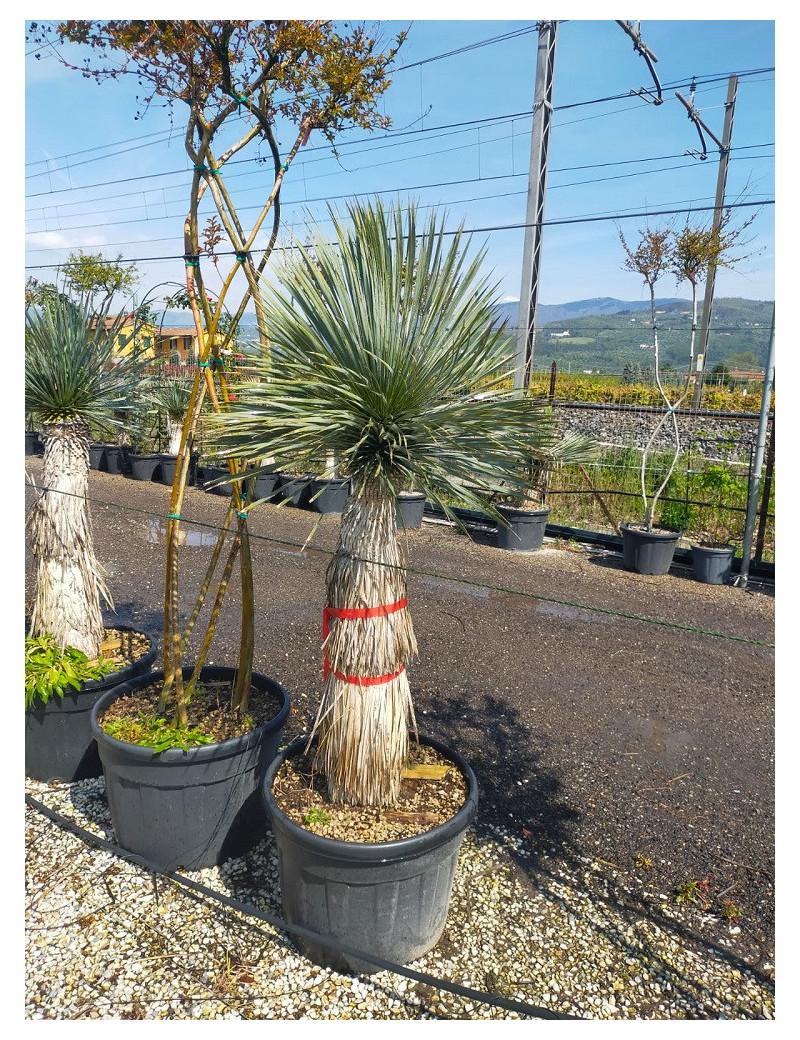 YUCCA Rostrata (Yucca rostré, yucca bleu)