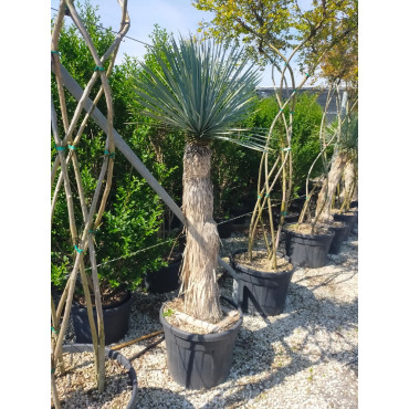 YUCCA Rostrata (Yucca rostré, yucca bleu)