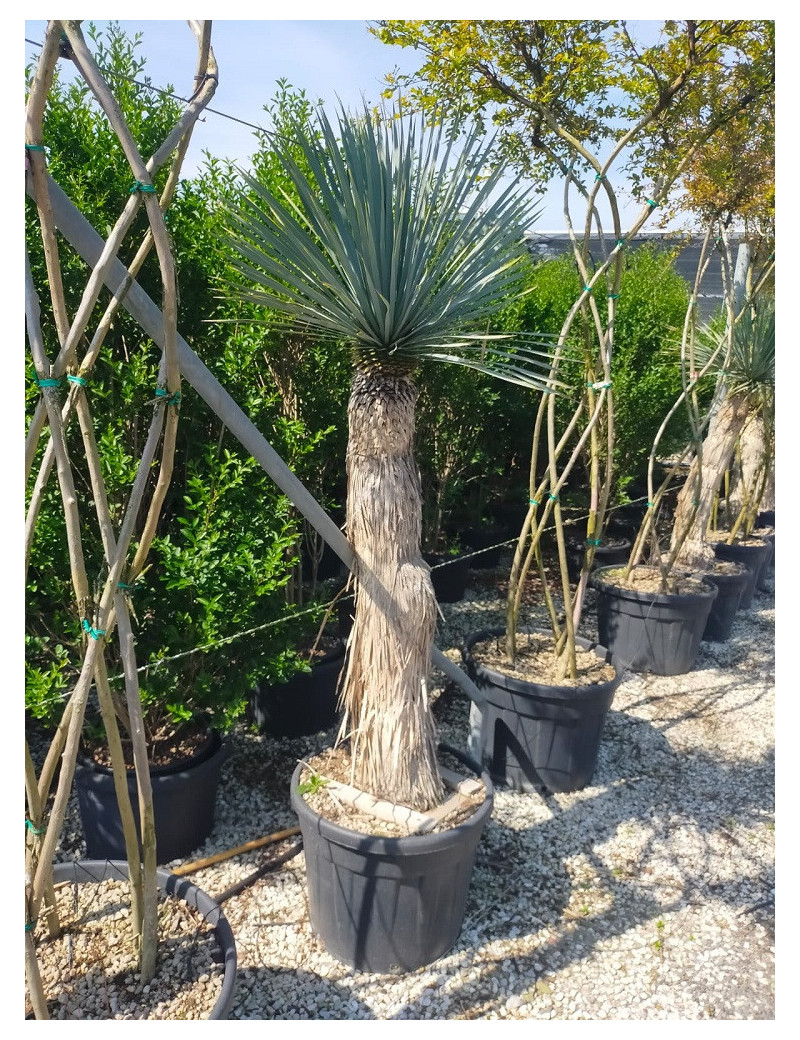 YUCCA Rostrata (Yucca rostré, yucca bleu)