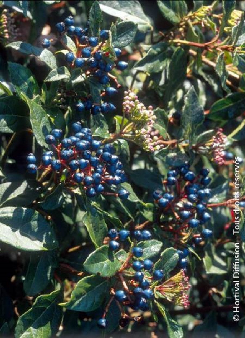 VIBURNUM tinus (Laurier tin)