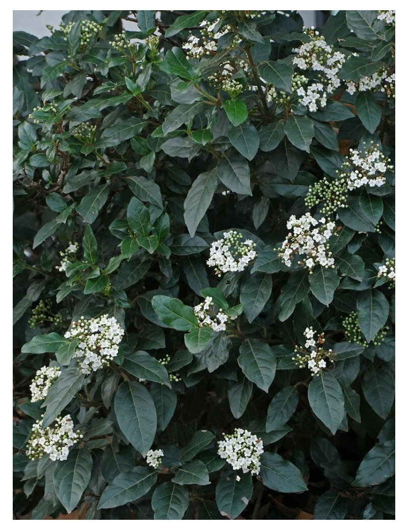 VIBURNUM tinus (Laurier tin)