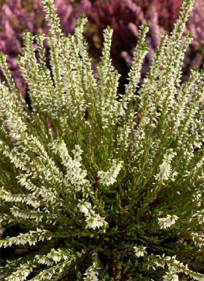 CALLUNA vulgaris BLANC (Bruyère d'été)