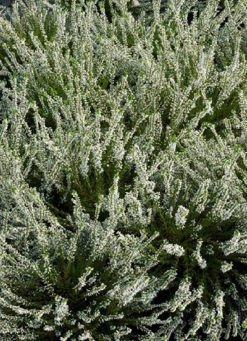 CALLUNA vulgaris BLANC (Bruyère d'été)